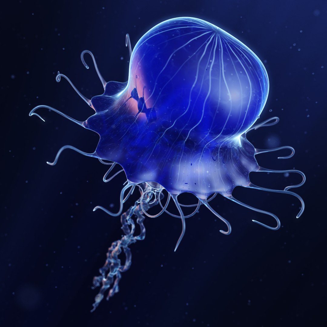 3D Model Jellyfish Realistic Rigged Animated - TurboSquid 1869448