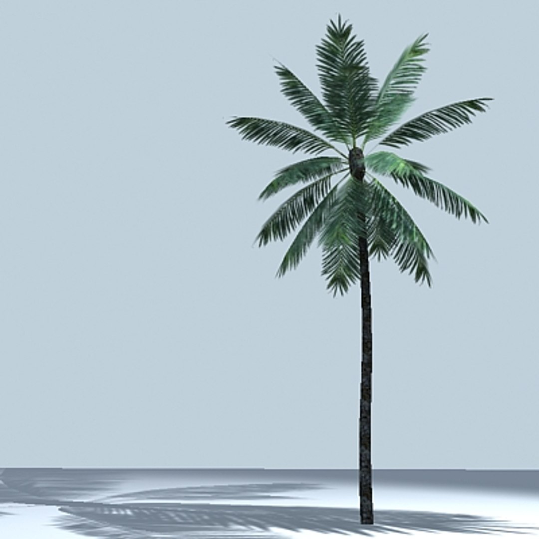 3d Palm Tree Model