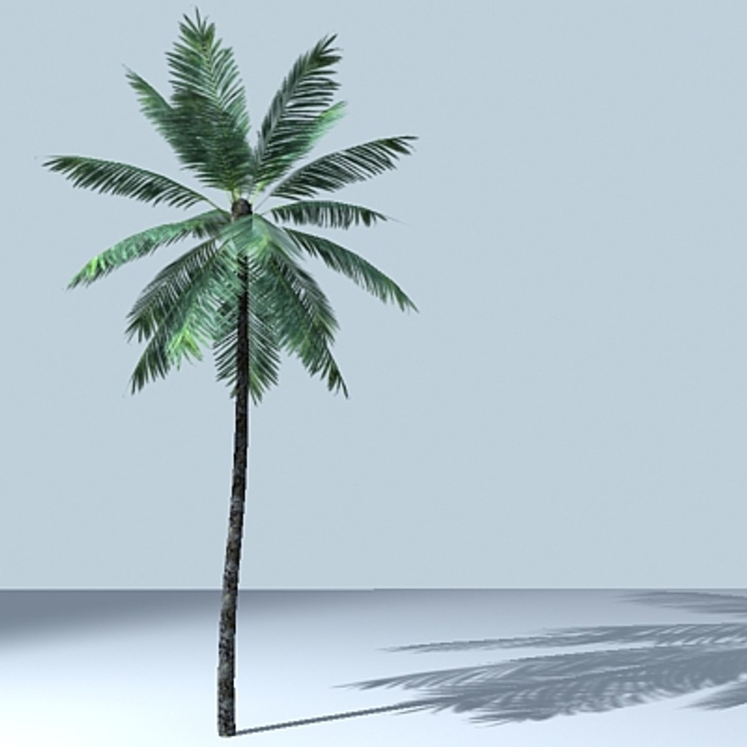 3d Palm Tree Model