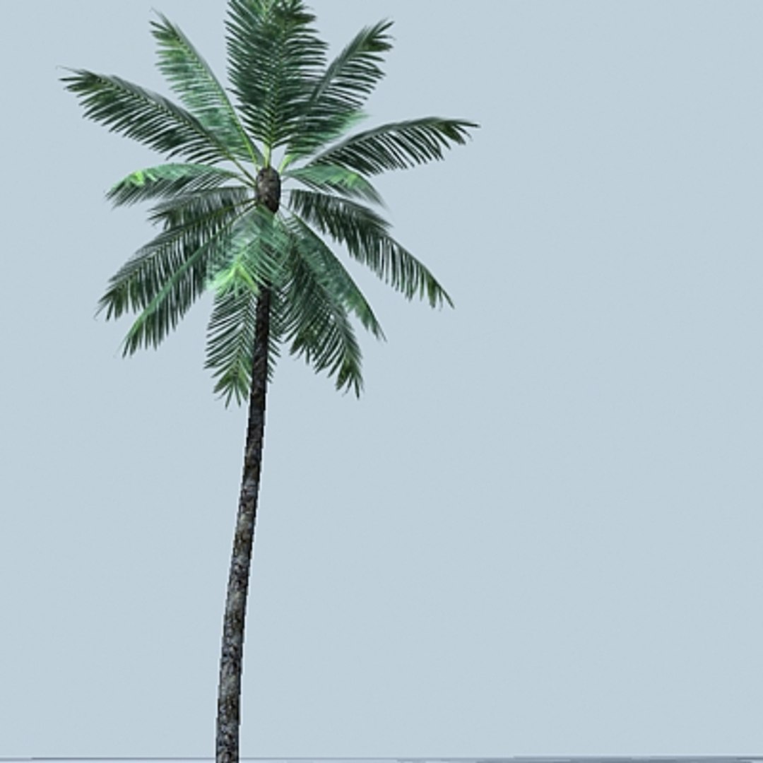 3d Palm Tree Model
