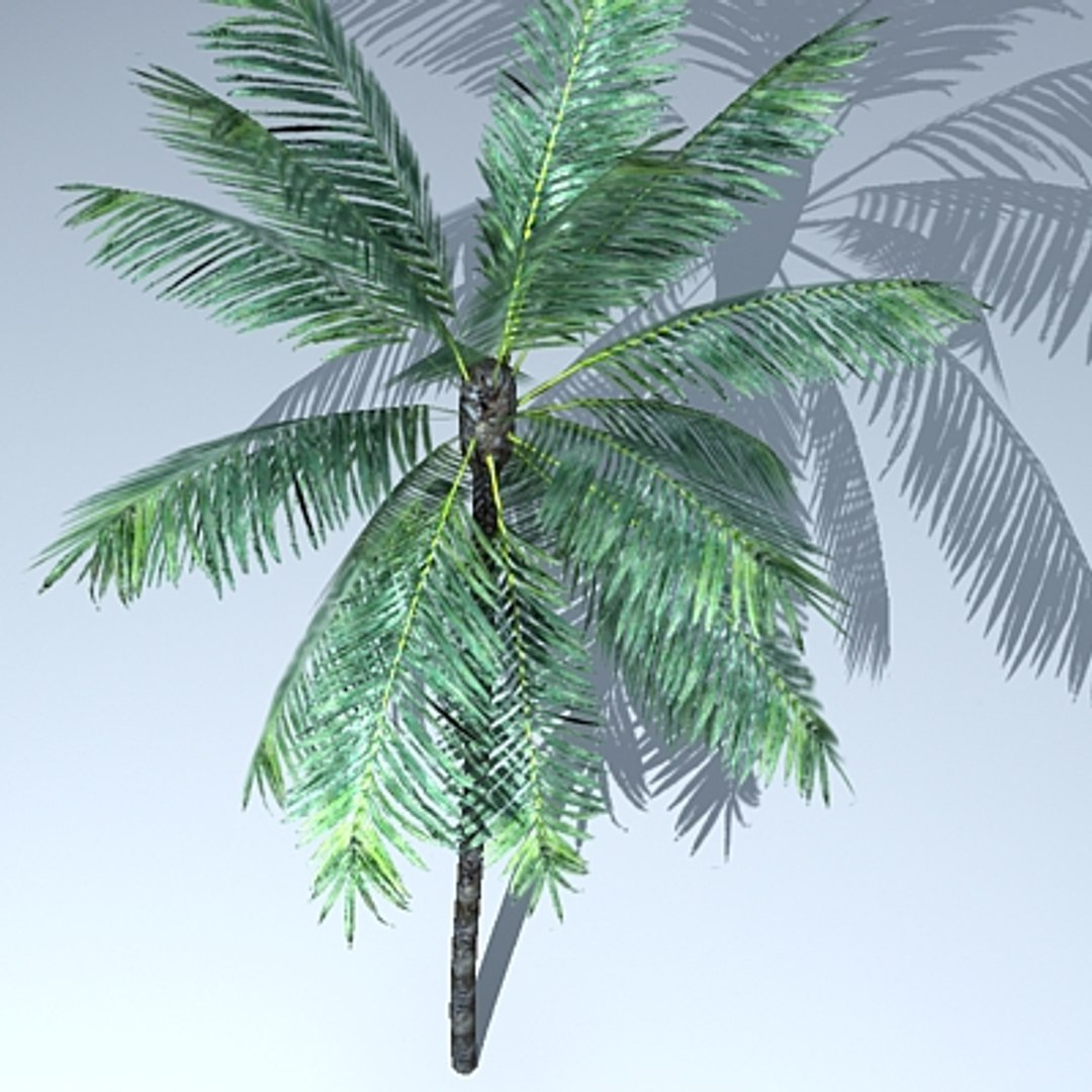 3d Palm Tree Model