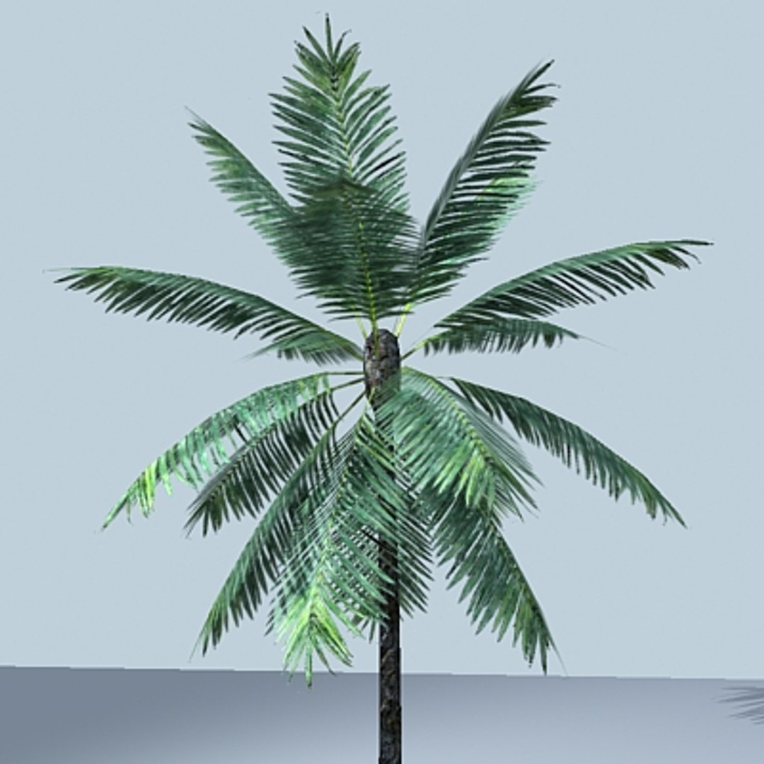 3d Palm Tree Model