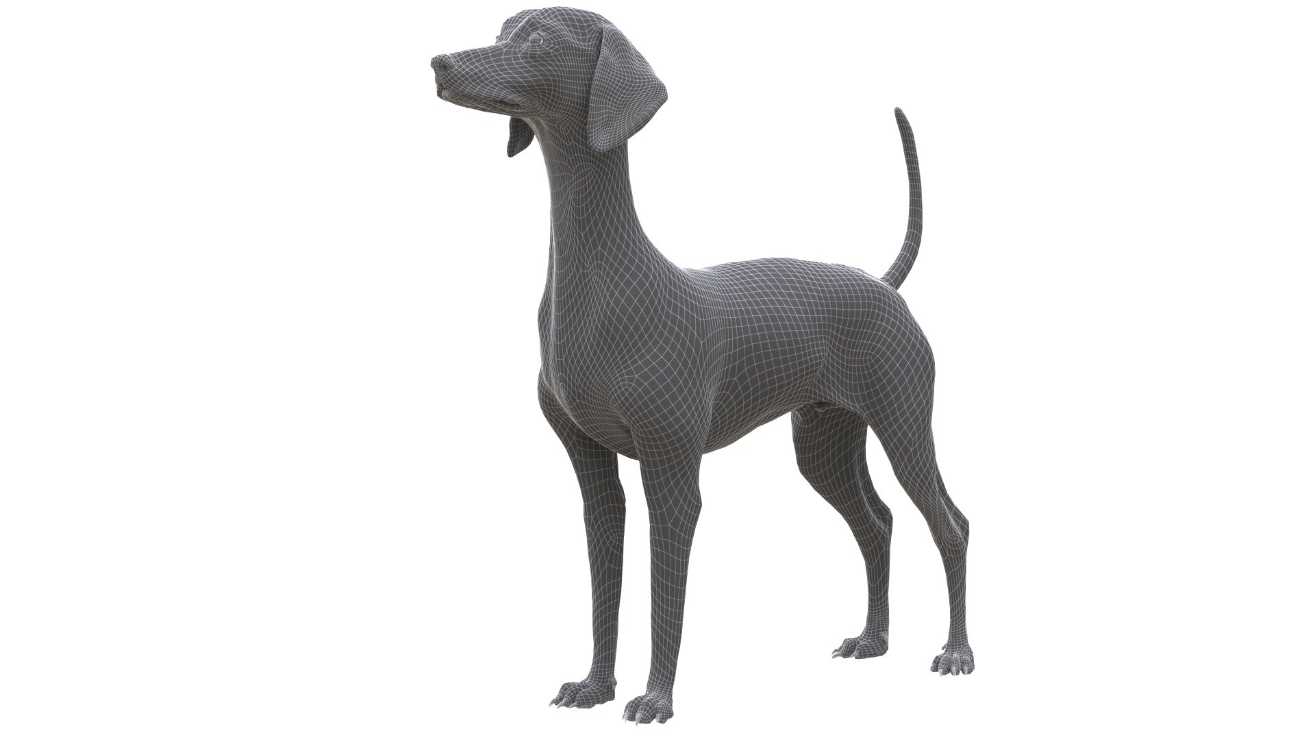 Poodle 3D Model - TurboSquid 1937543