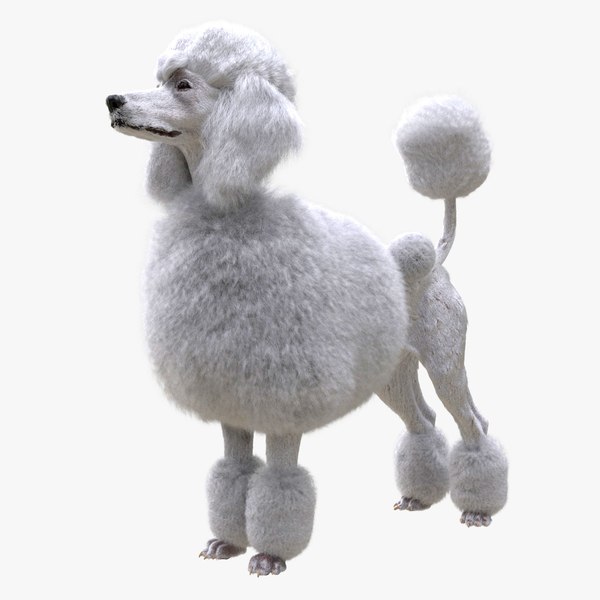 3D Poodle Models | TurboSquid