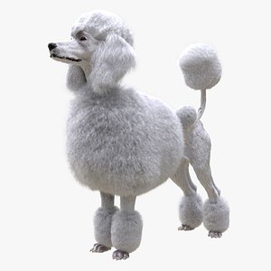 Download Free & Premium Stickys Poodle 3D Models | TurboSquid