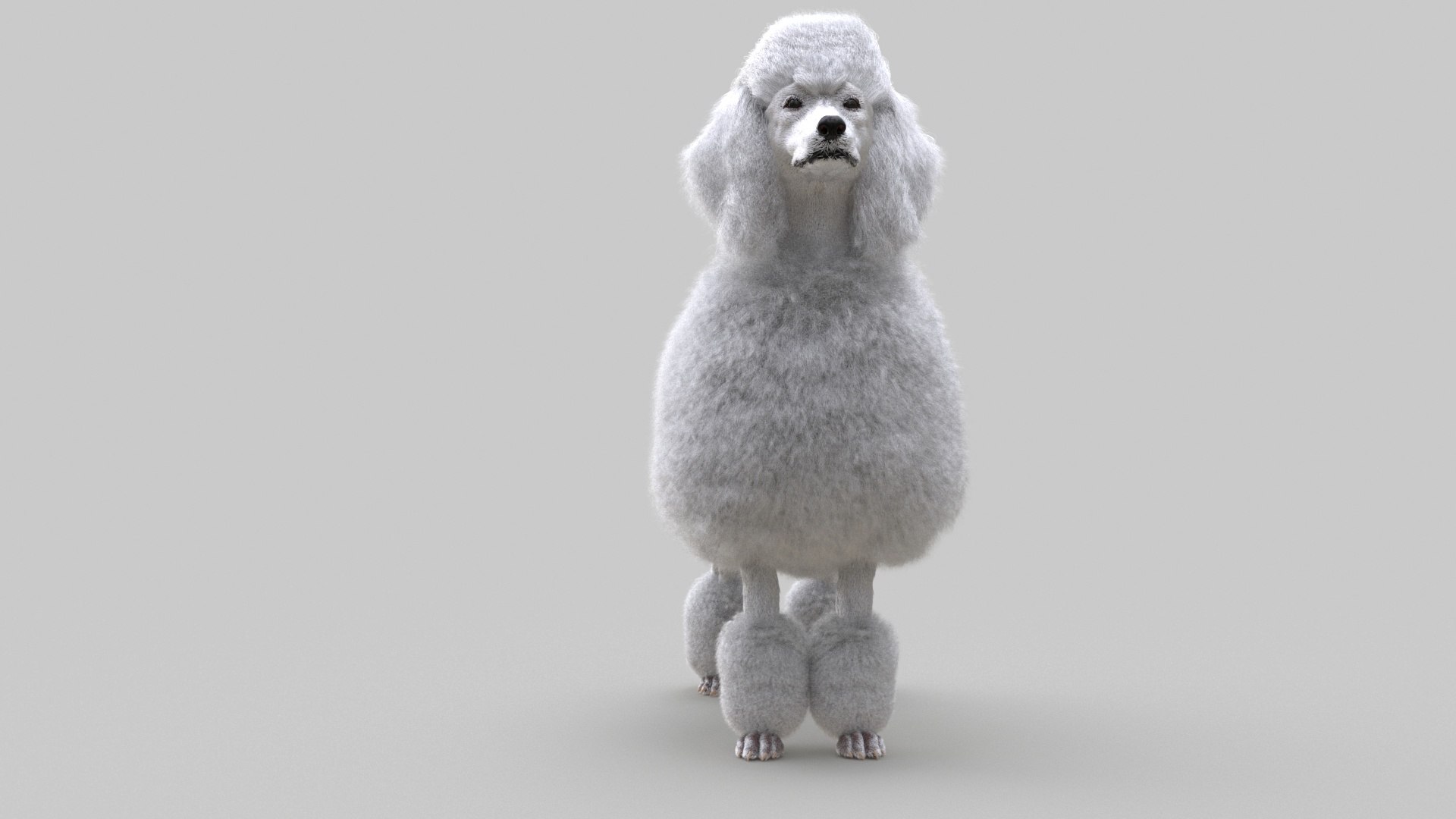 Poodle 3D Model - TurboSquid 1937543