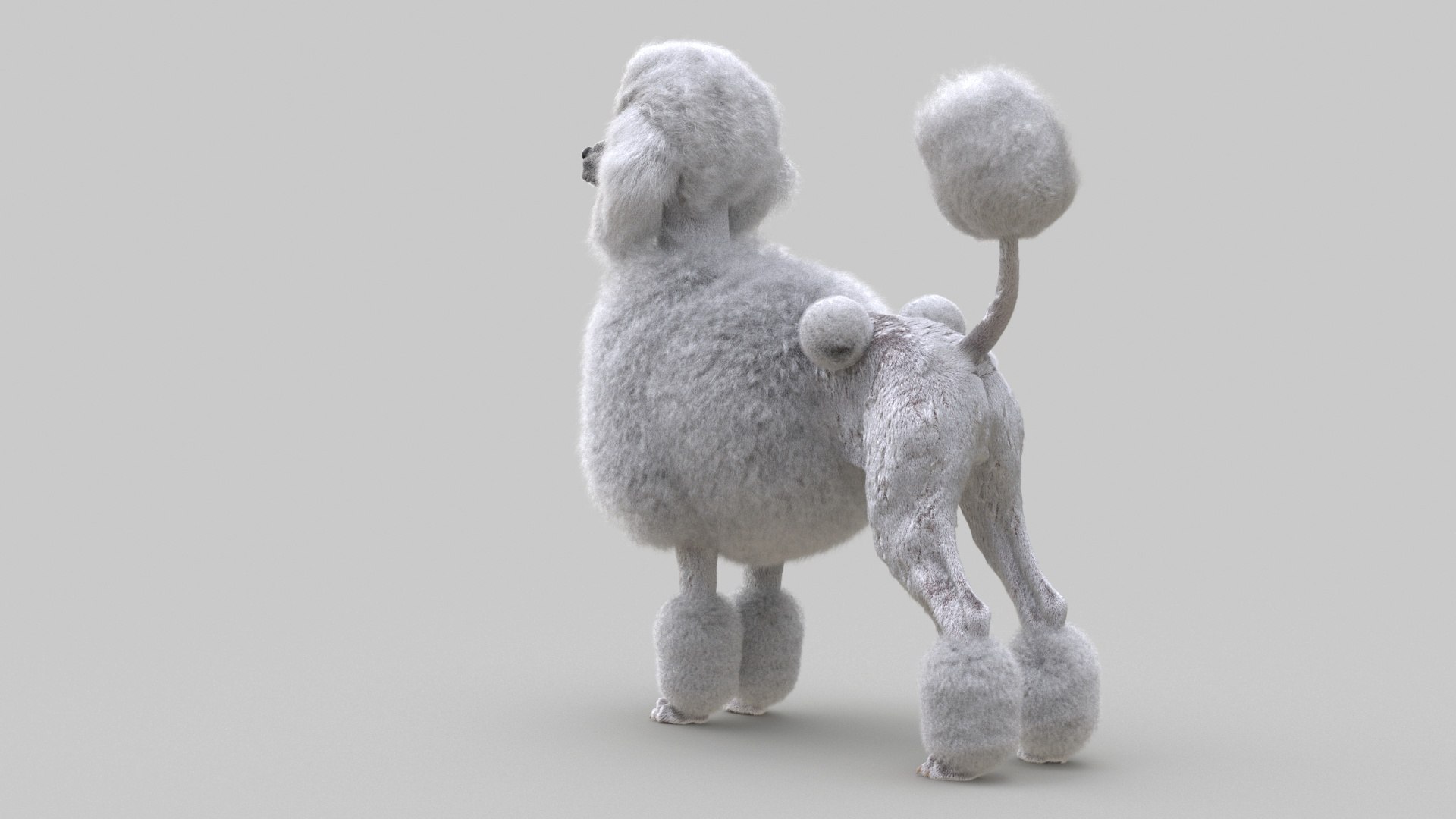 Poodle 3D Model - TurboSquid 1937543