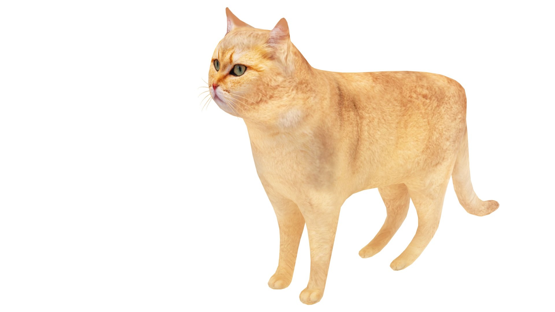 3D Yellow Cat Realistic Low Poly - TurboSquid 2324799