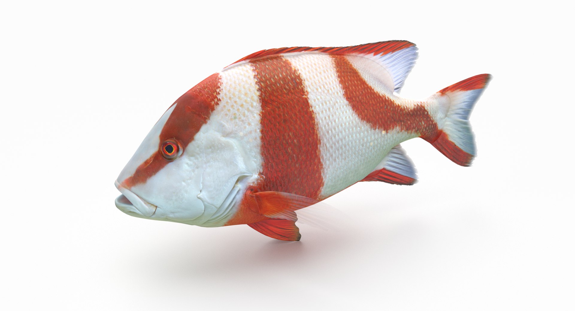 3D Model Red Emperor Snapper - TurboSquid 1421772