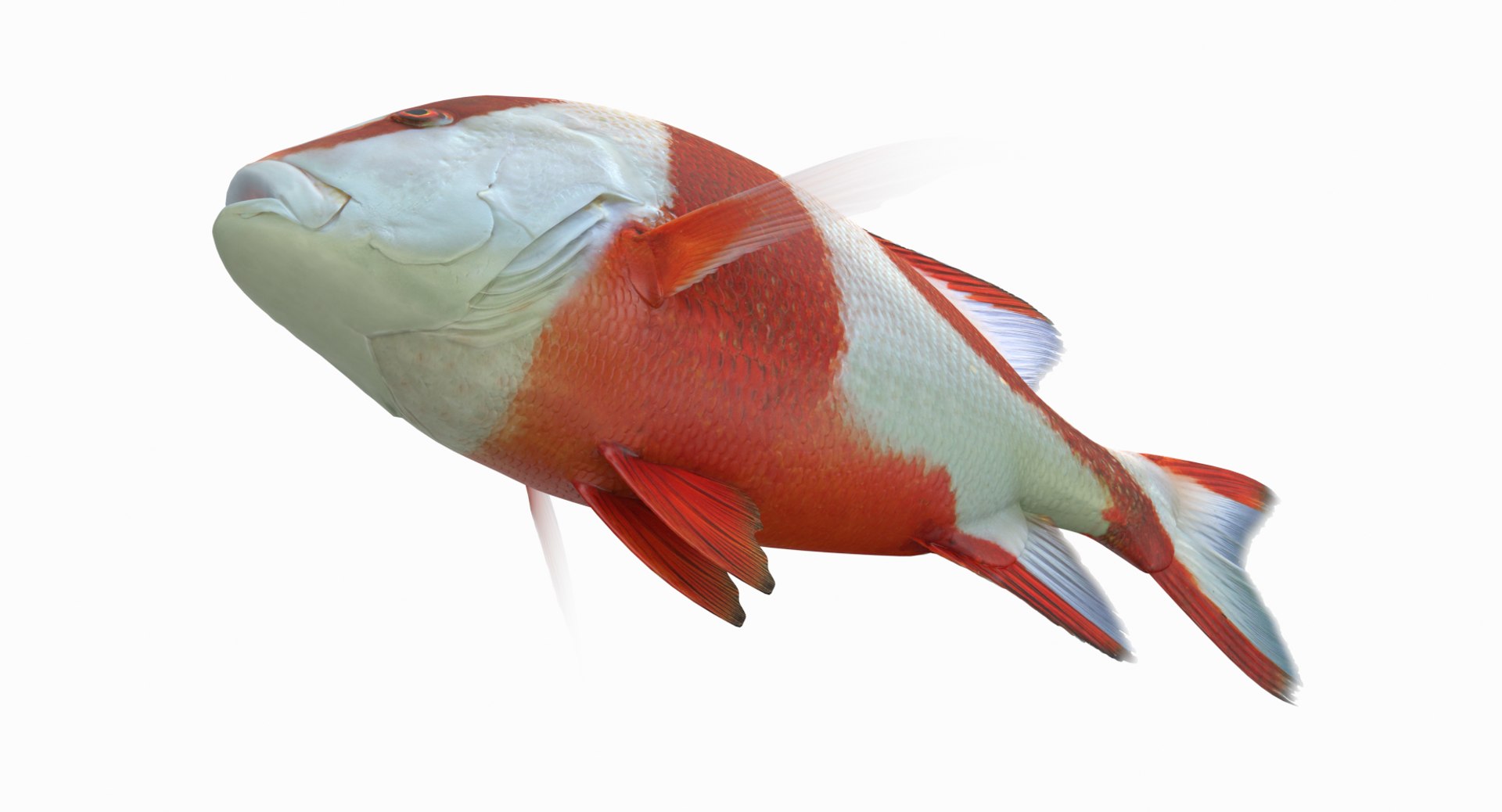 3D Model Red Emperor Snapper - TurboSquid 1421772