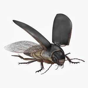 Free 3D Beetle Models | TurboSquid