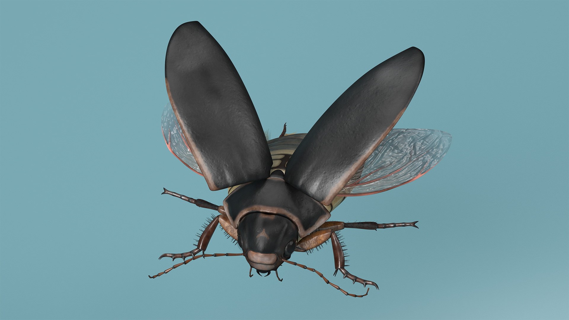 Aquatic Beetle Black Flying 3D Model - TurboSquid 2242010