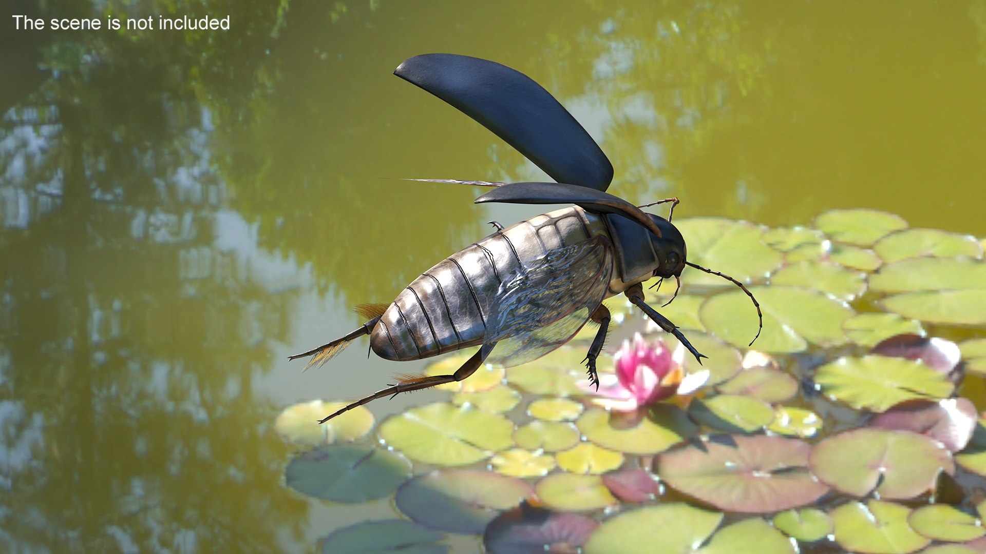 Aquatic Beetle Black Flying 3D Model - TurboSquid 2242010