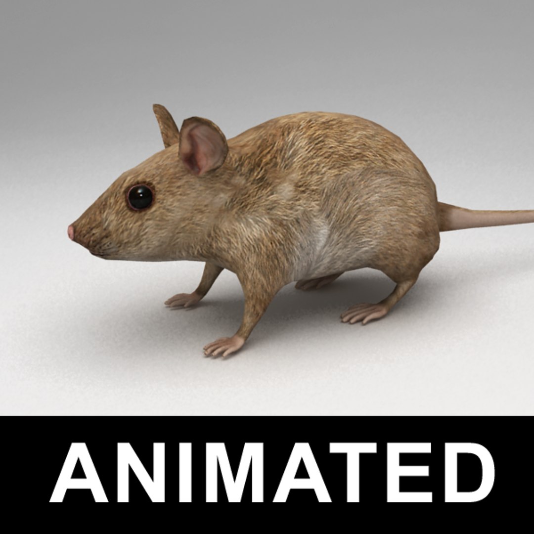 3d Rigged Mouse Walk Animation