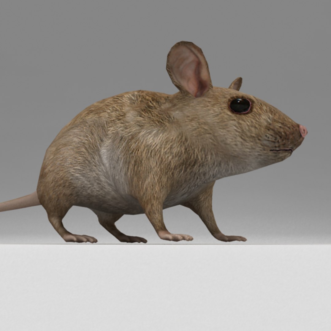3d Rigged Mouse Walk Animation