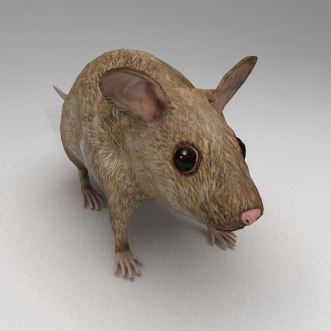 3d Rigged Mouse Walk Animation