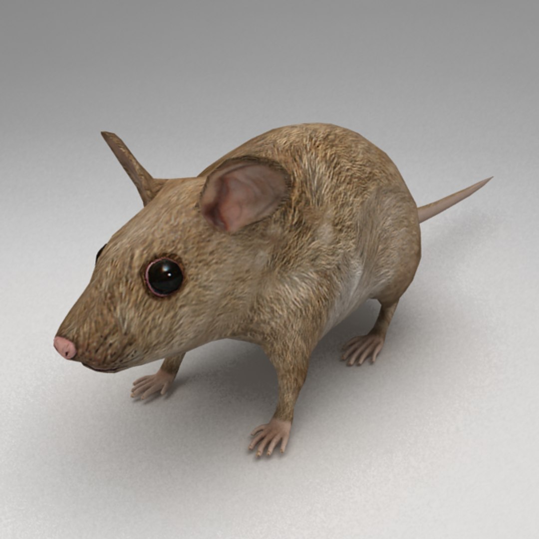 3d Rigged Mouse Walk Animation