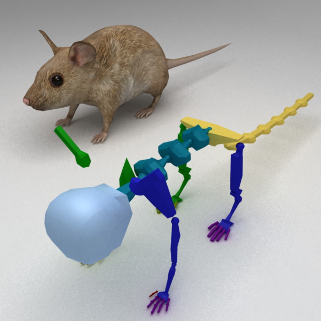 3d Rigged Mouse Walk Animation