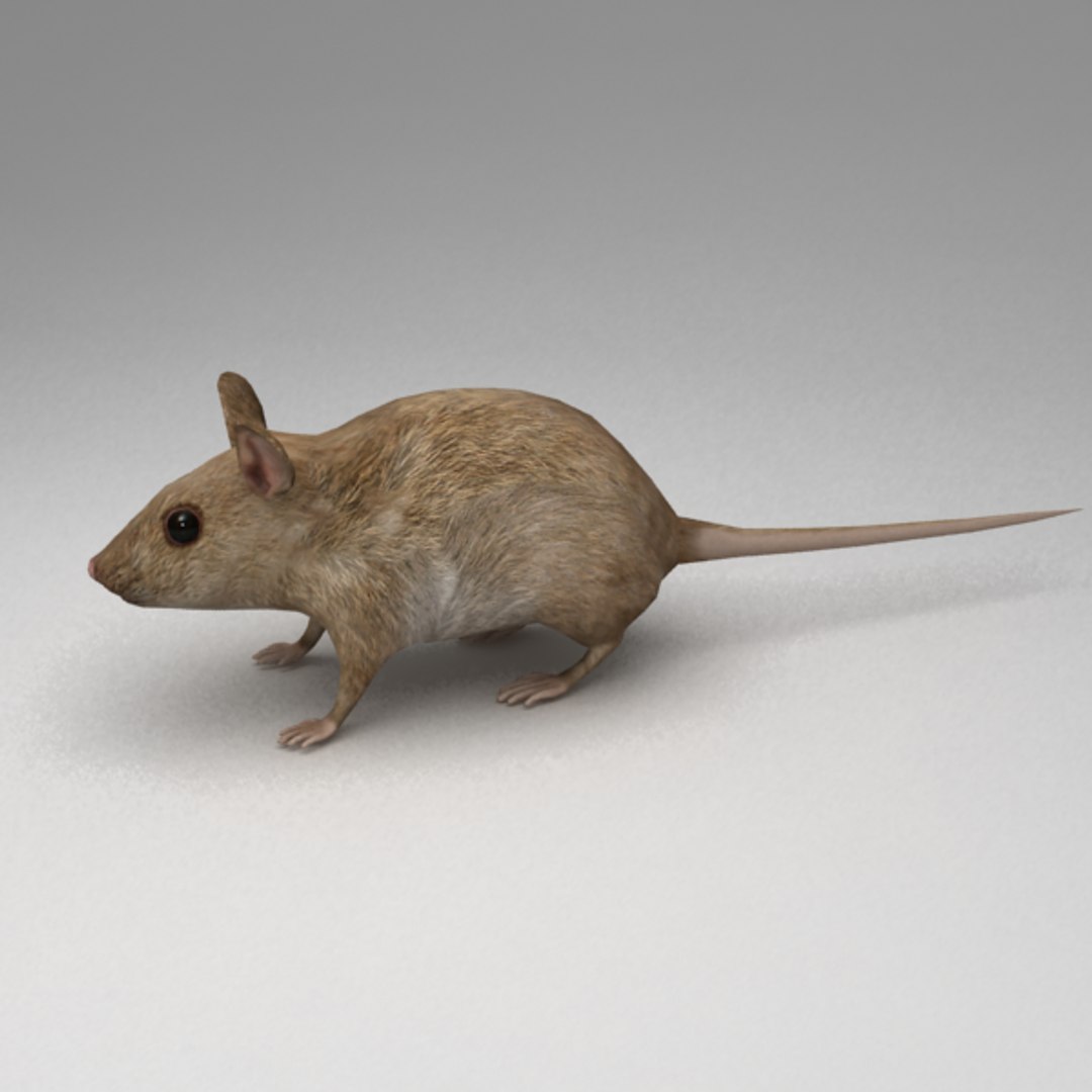 3d Rigged Mouse Walk Animation