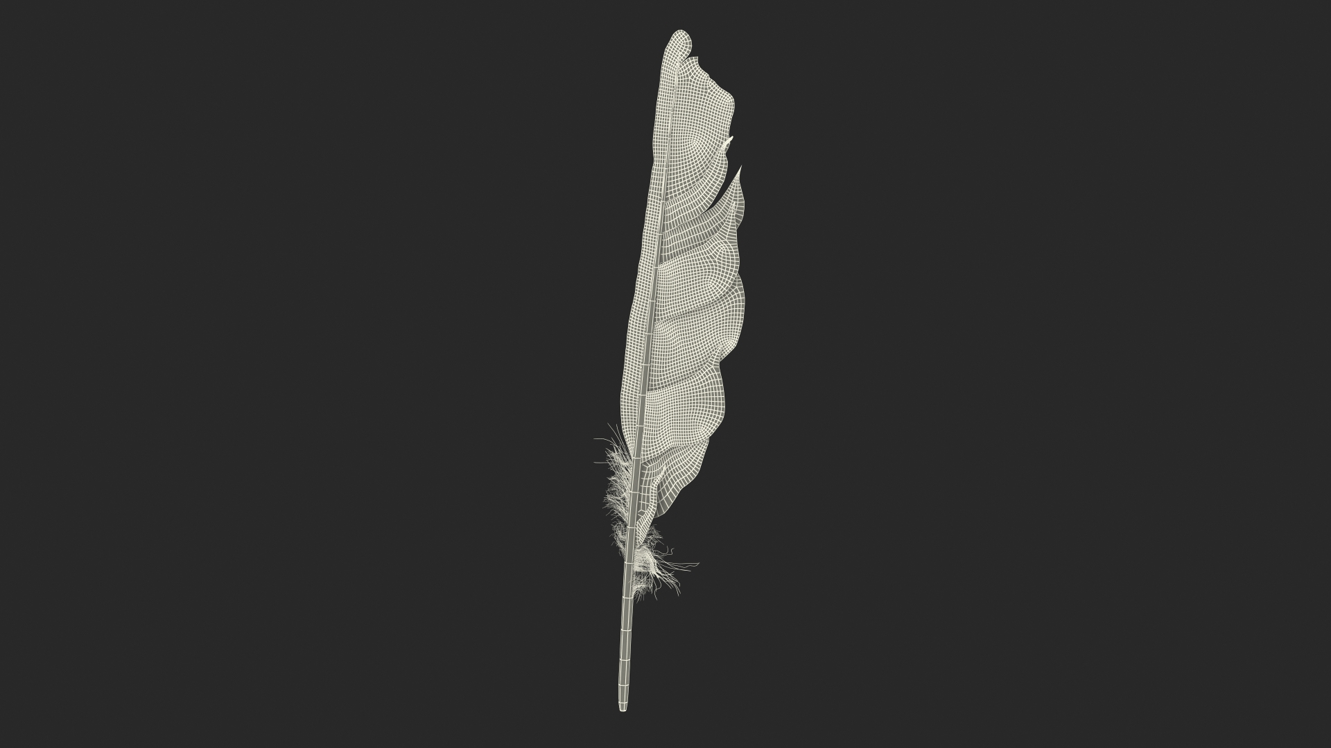 Dark Bird Feather Model - TurboSquid 2161770
