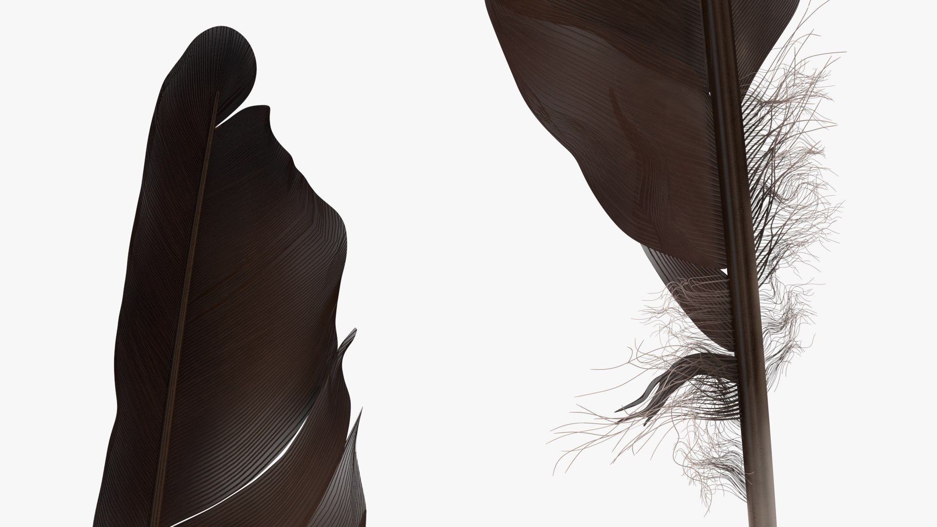 Dark Bird Feather Model - TurboSquid 2161770