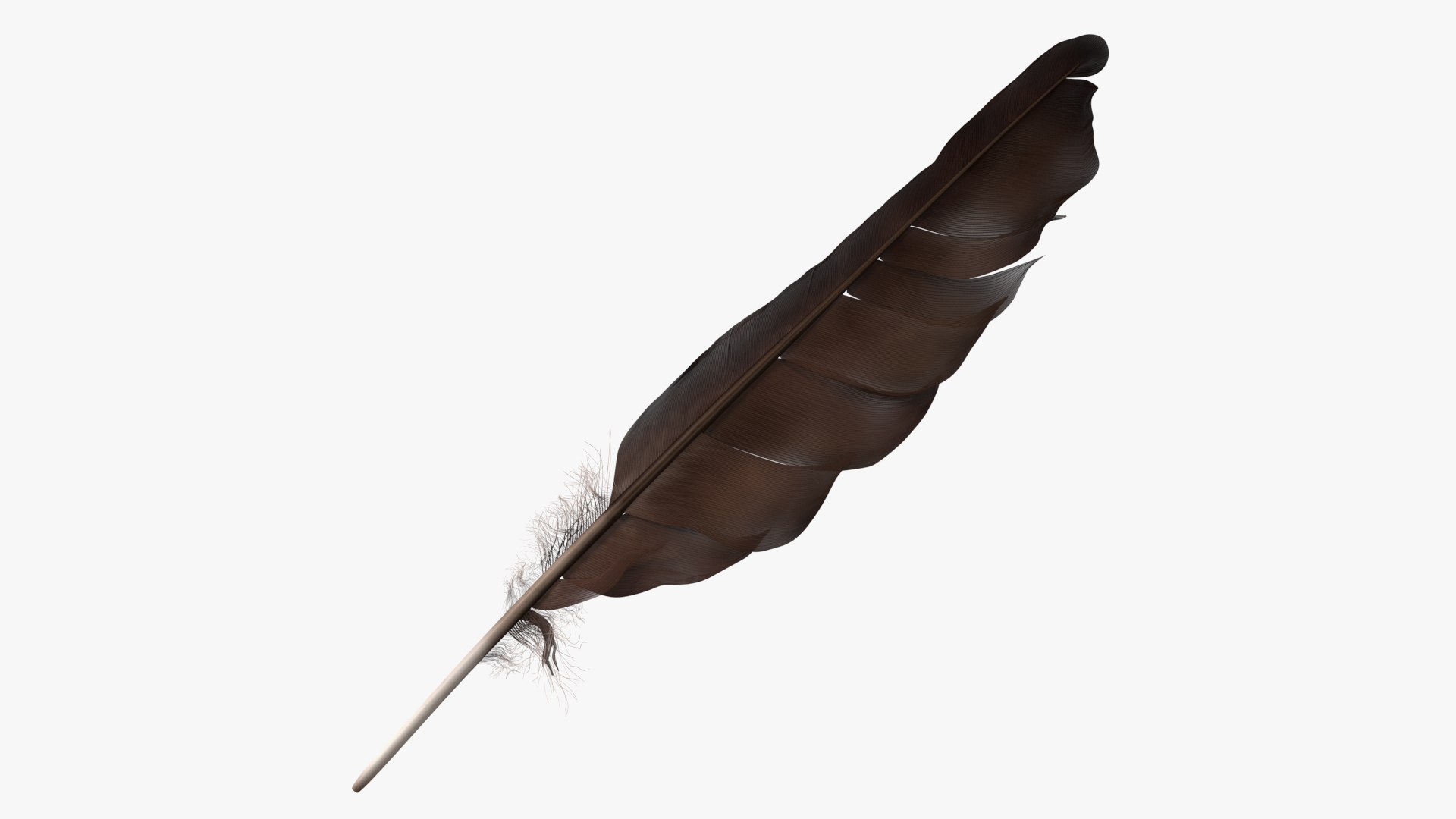 Dark Bird Feather Model - TurboSquid 2161770