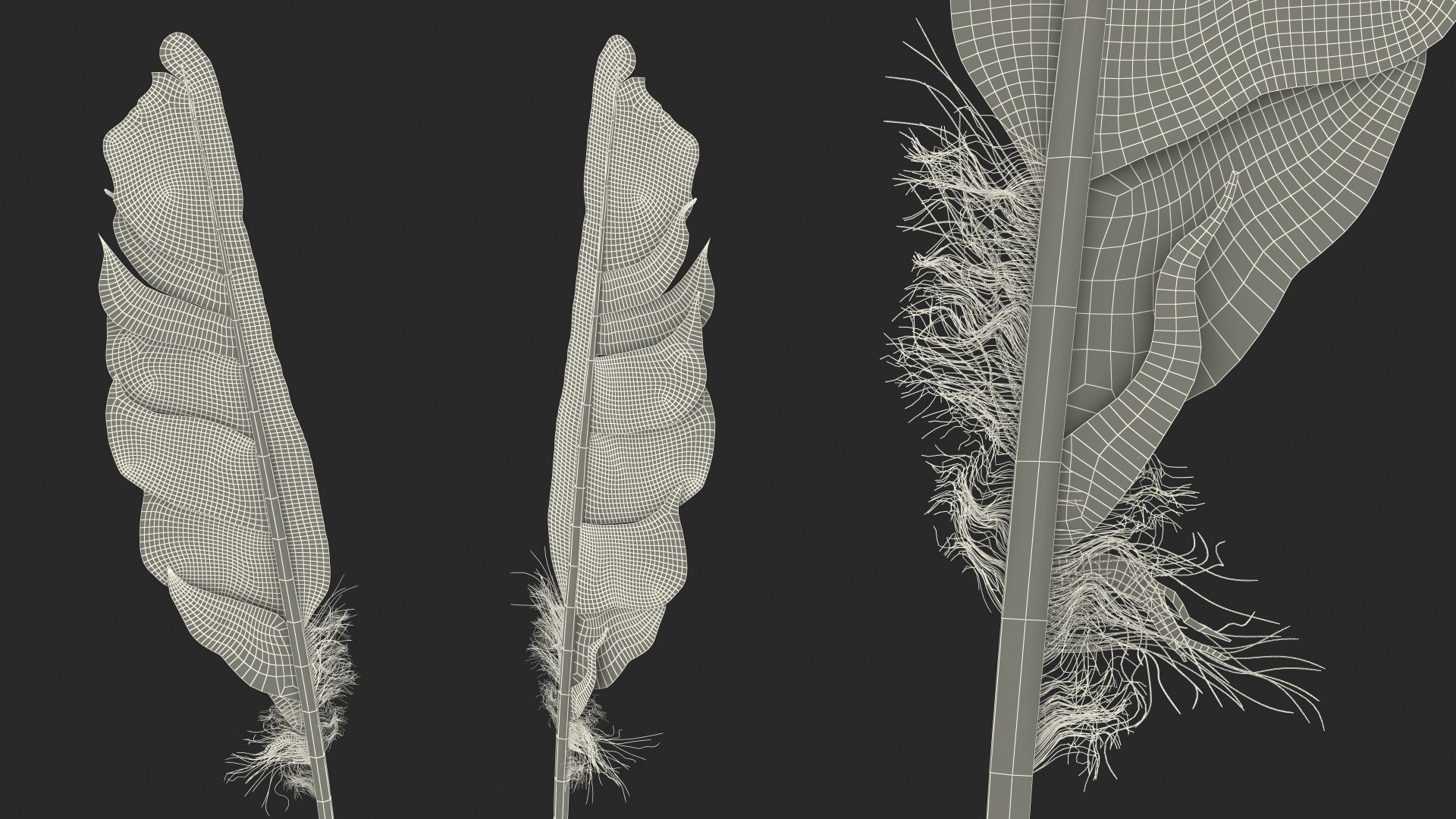 Dark Bird Feather Model - TurboSquid 2161770