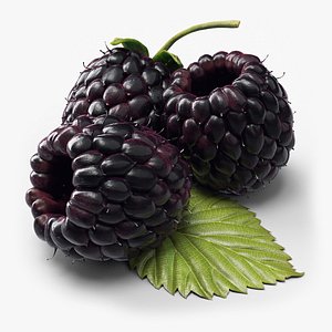 3D raspberry realistic real - TurboSquid 1404425