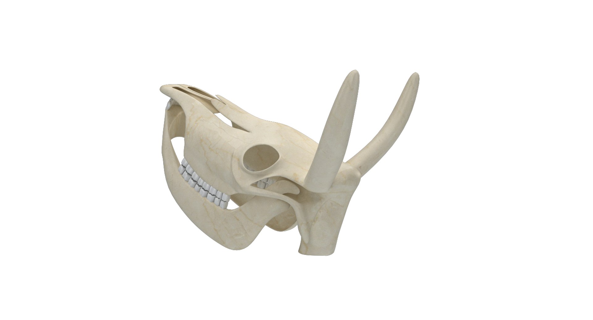 3D Cow Skeleton Skull Model - TurboSquid 1348257