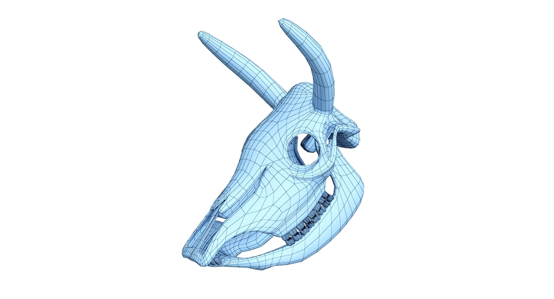 3D Cow Skeleton Skull Model - TurboSquid 1348257
