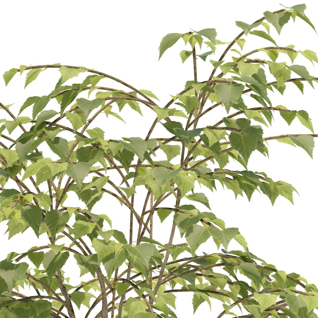 Birch Model - TurboSquid 695043