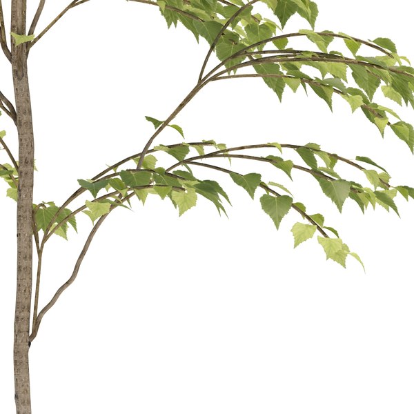 3D 3ds Max birch tree seedling