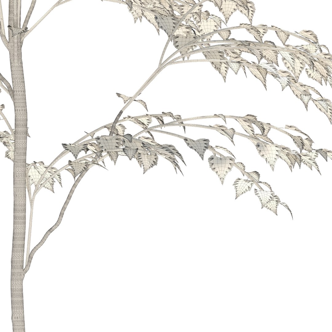 Birch Model - TurboSquid 695043