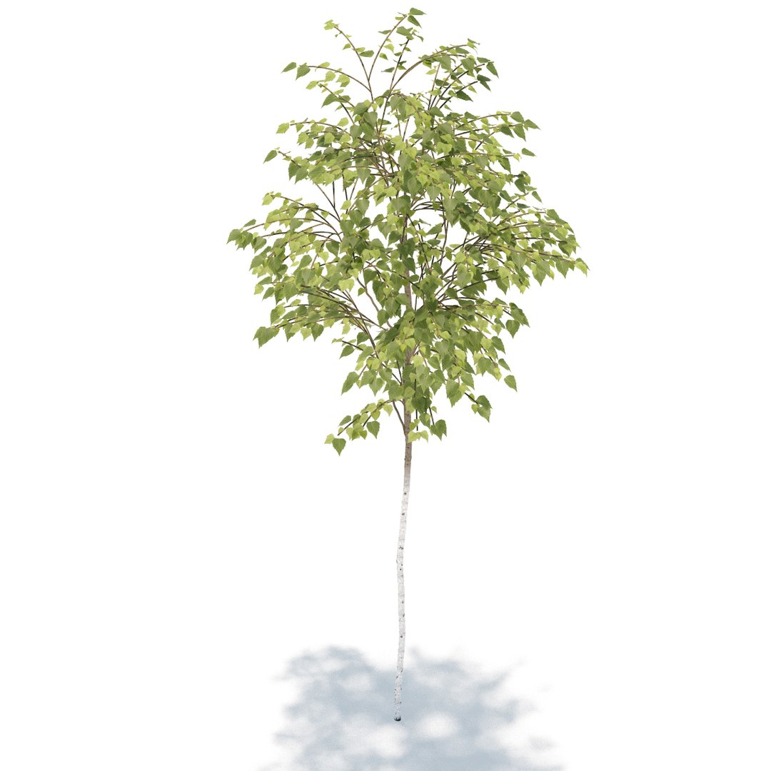 Birch model - TurboSquid 695043