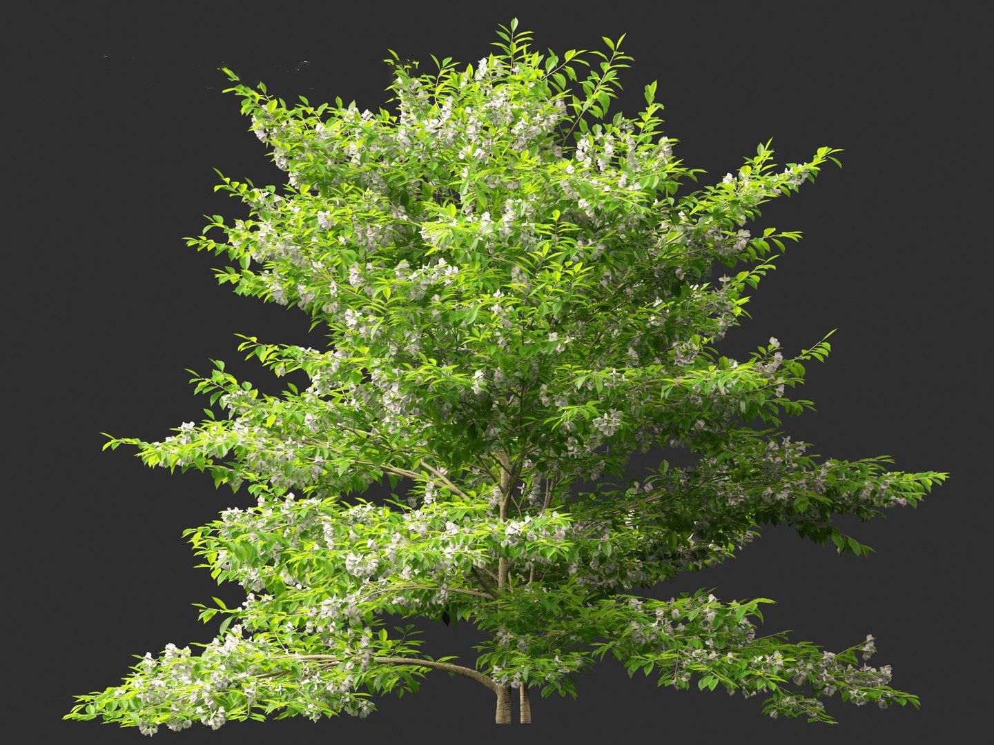 3D Styrax Japonicus - Japanese Snowbell - TurboSquid 2100884