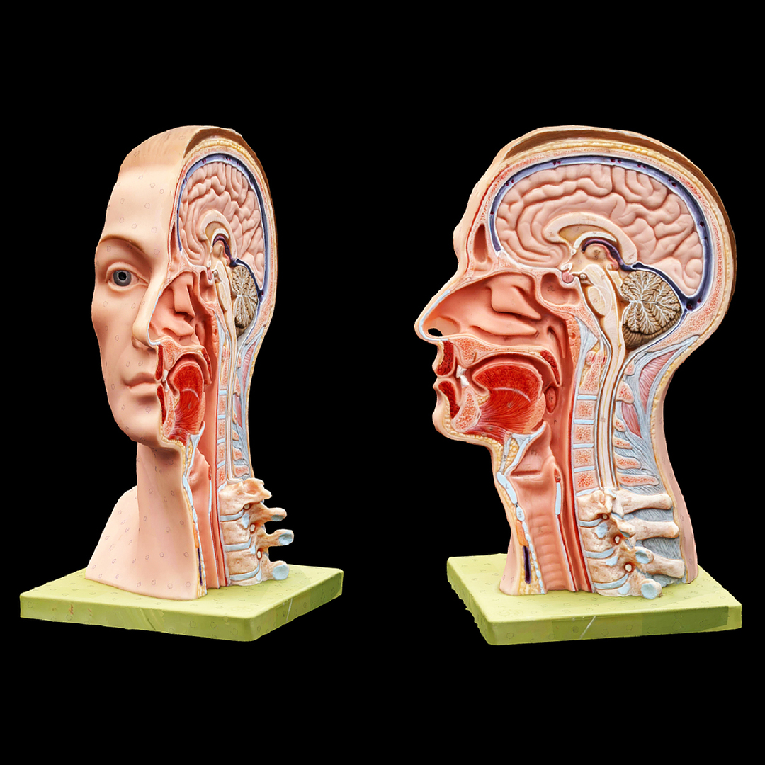 3D anatomy head brain model - TurboSquid 1678942