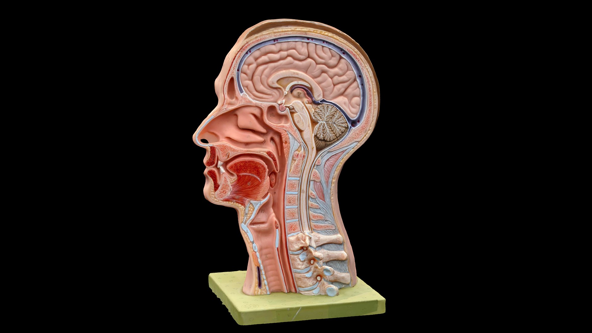 3D Anatomy Head Brain Model - TurboSquid 1678942