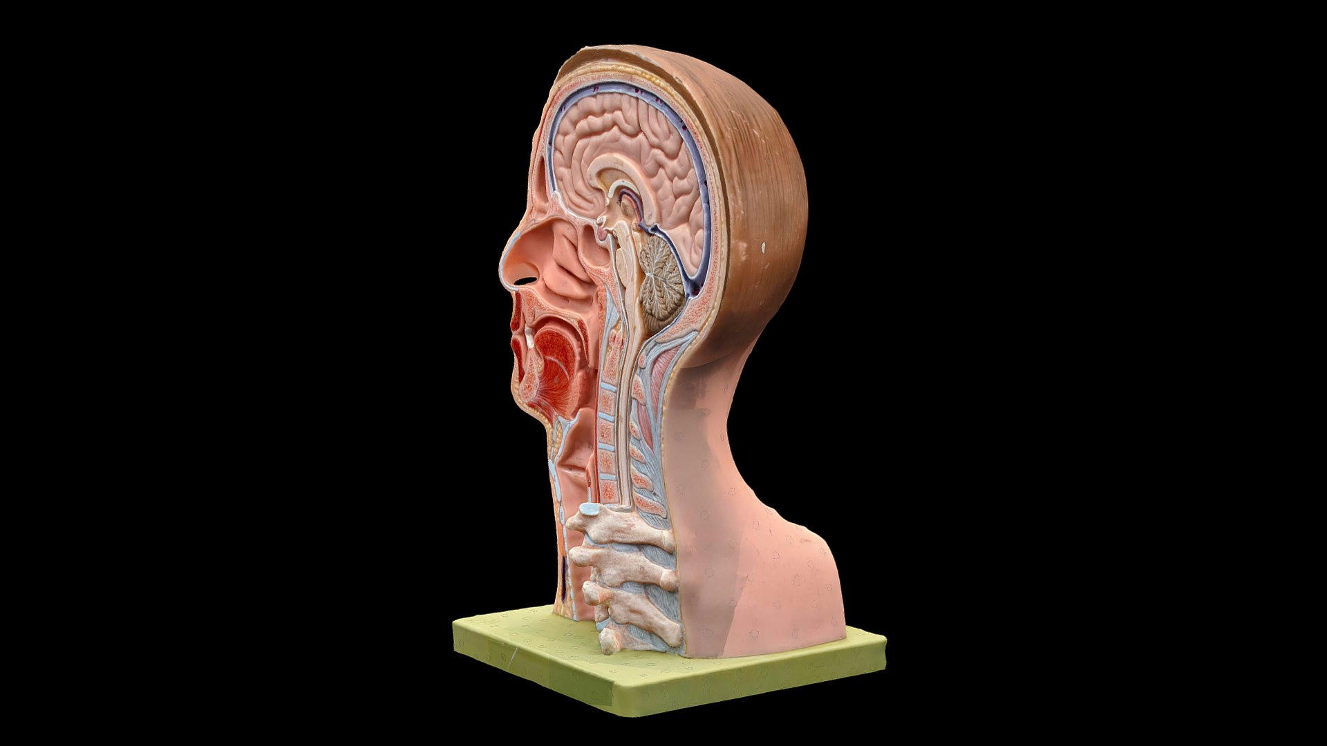 3D Anatomy Head Brain Model - TurboSquid 1678942