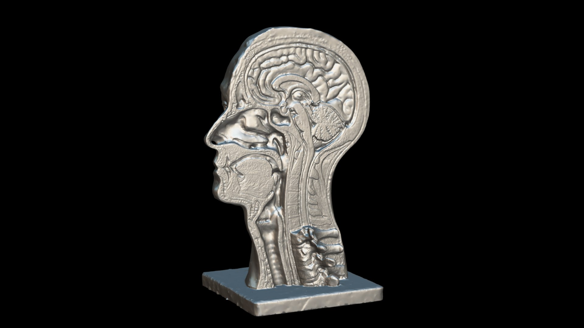 3D Anatomy Head Brain Model - TurboSquid 1678942