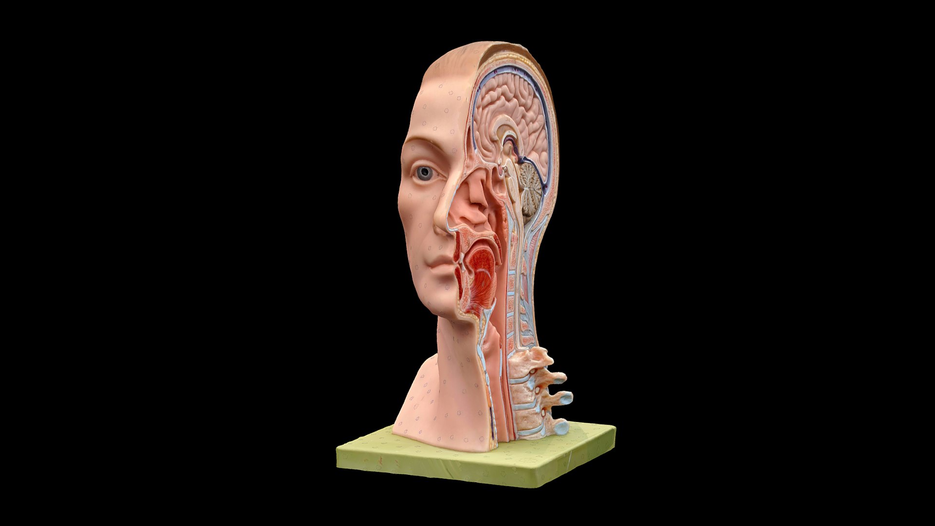 3D Anatomy Head Brain Model - TurboSquid 1678942
