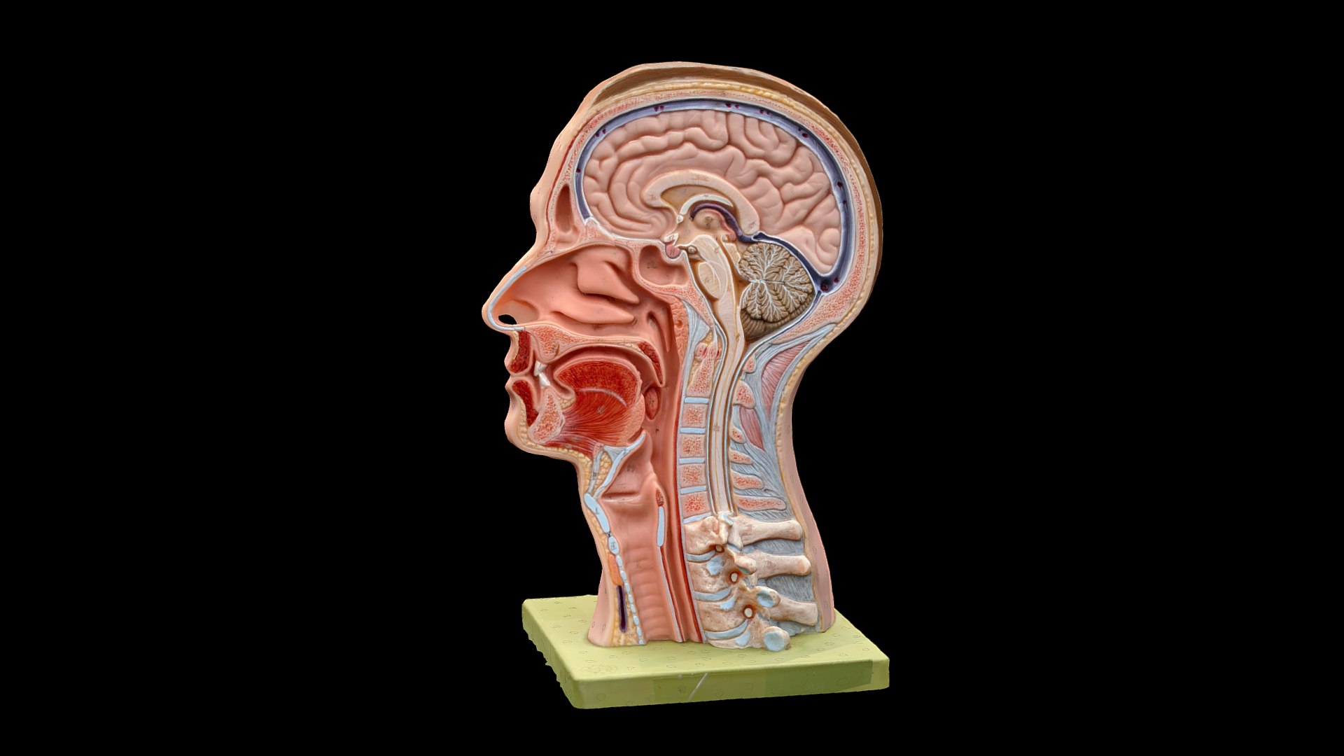 3D Anatomy Head Brain Model - TurboSquid 1678942