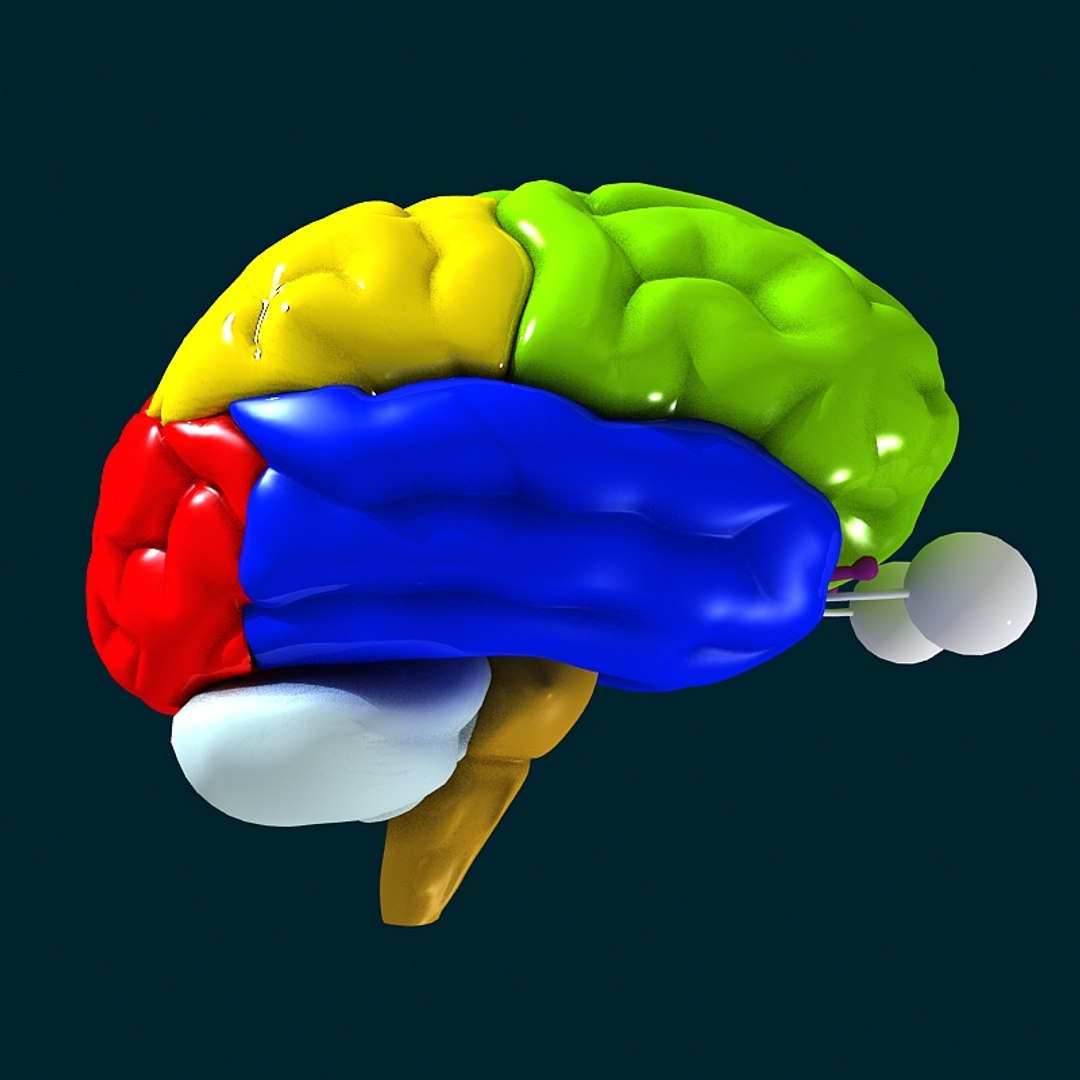 3D brain - TurboSquid 782730