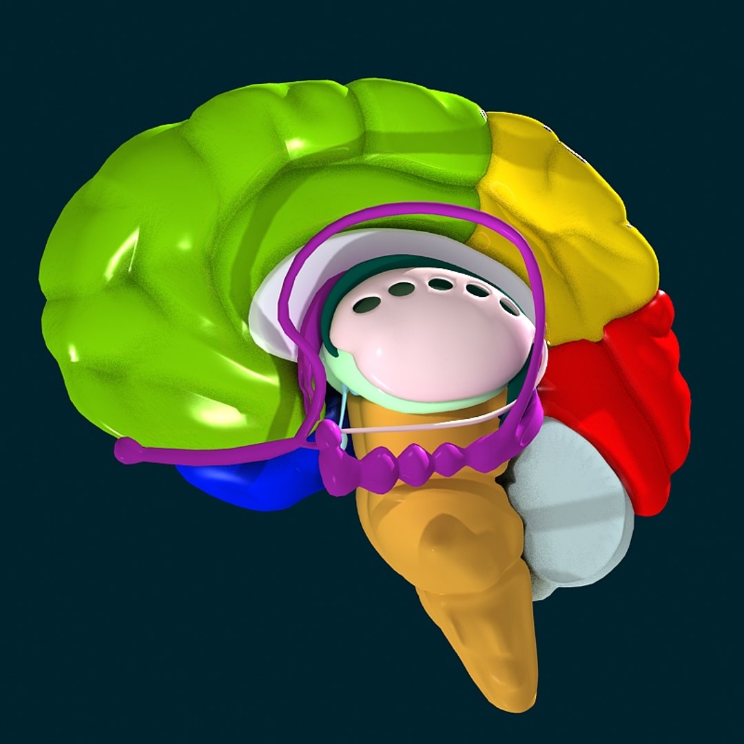3D brain - TurboSquid 782730