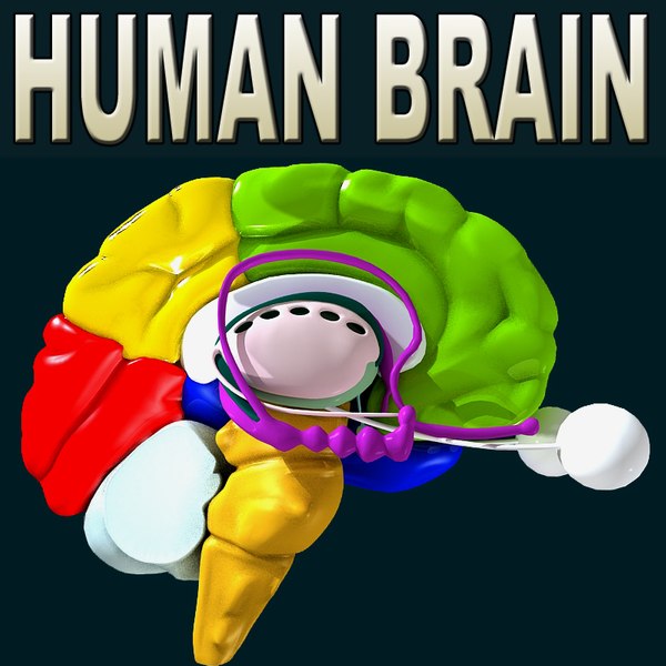 3D Rhino Brain Anatomy Human