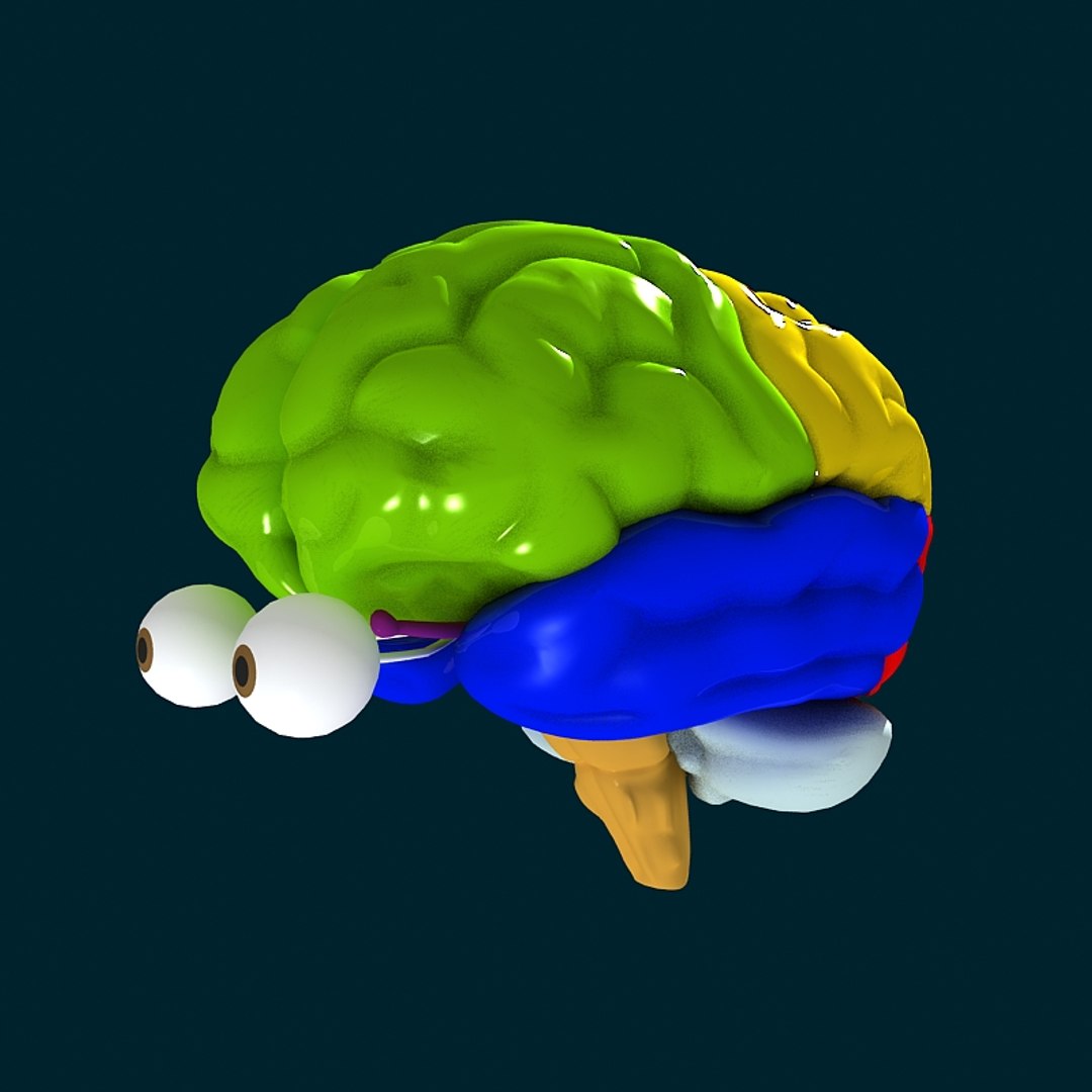 3D brain - TurboSquid 782730
