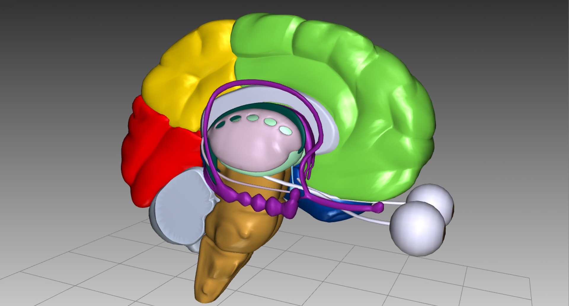 3D brain - TurboSquid 782730
