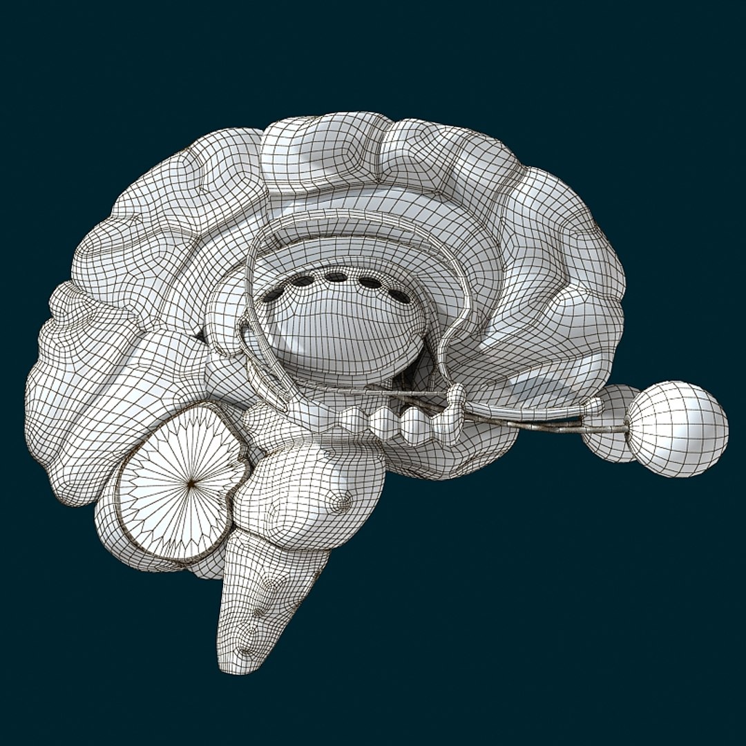 3D brain - TurboSquid 782730