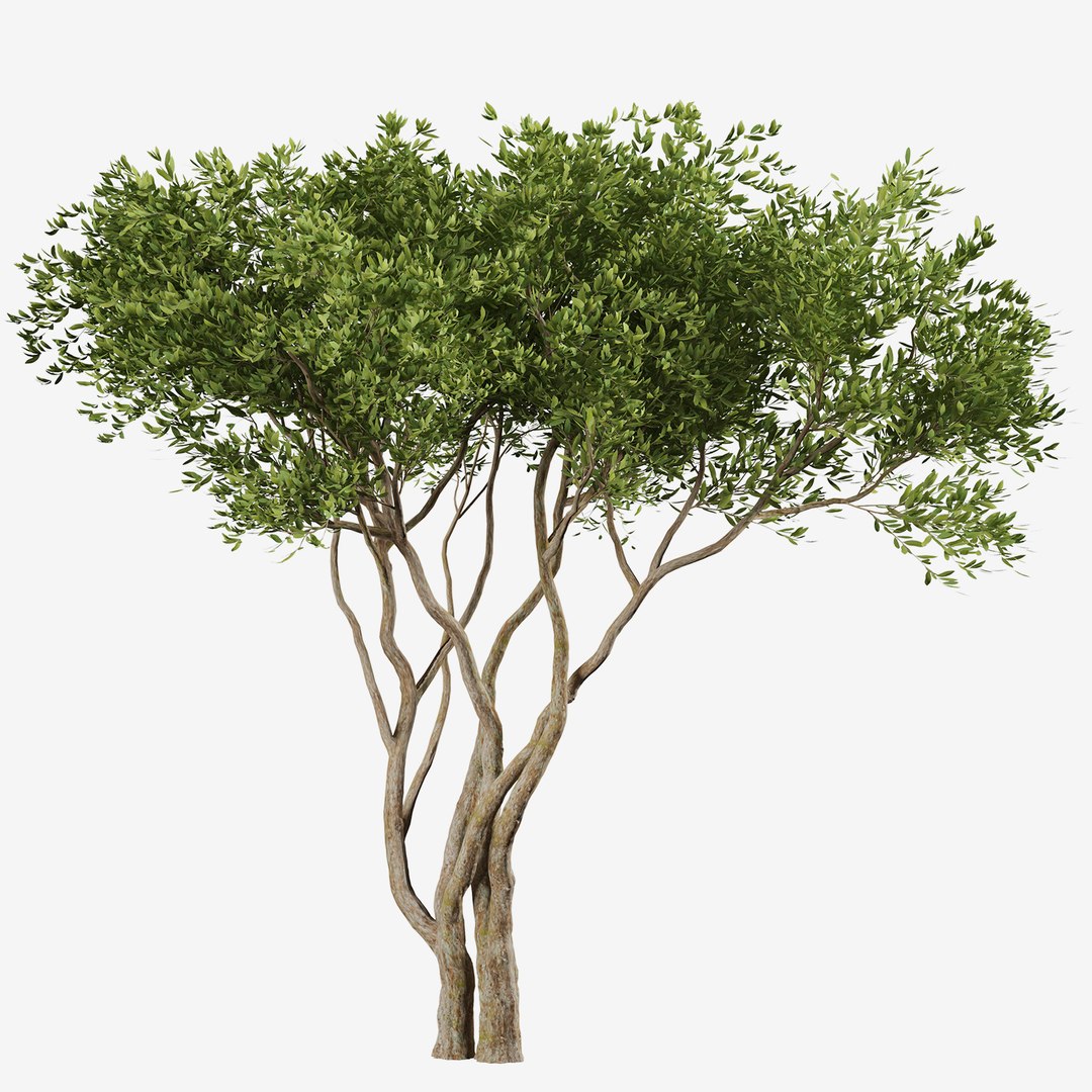 Set Of Olive Or Olea Europaea Tree - 2 Trees Model - TurboSquid 1998509