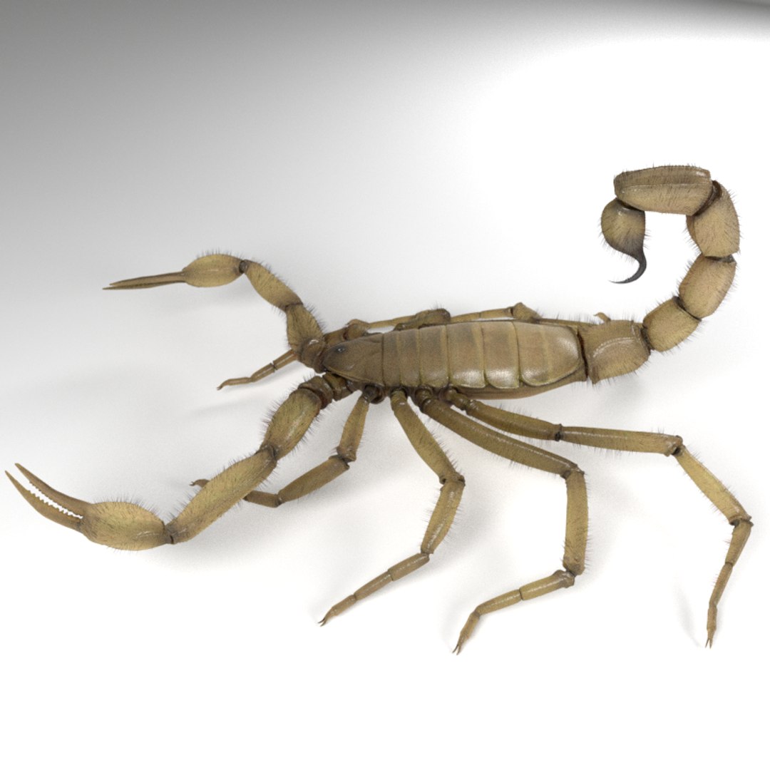 3d Scorpion Hadrurus Arizonensis