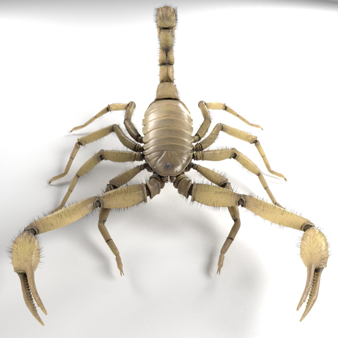 3d Scorpion Hadrurus Arizonensis